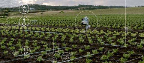 AI in Crop Management