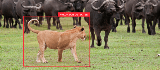 AI-Powered Animal Detection & Recognition | Folio3 AI